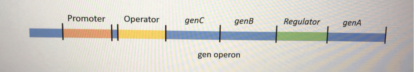 Solved What would happen if a frame shift mutation occurred | Chegg.com