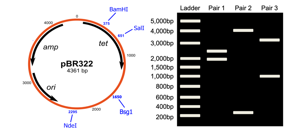 Solved Quesiot 4: Below is a restriction map for the pBR322 | Chegg.com Solved Quesiot 4: Below is a restriction map for the pBR322 | Chegg.com