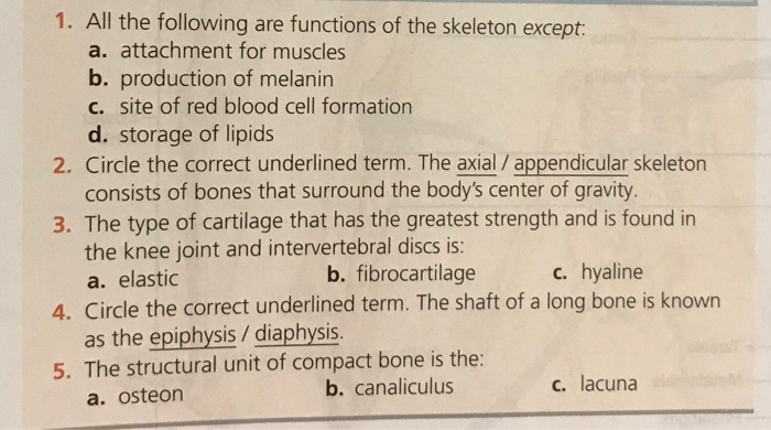 All of the Following Processes Continue in the Skeletal System Throughout the Lifespan Except5 ...
