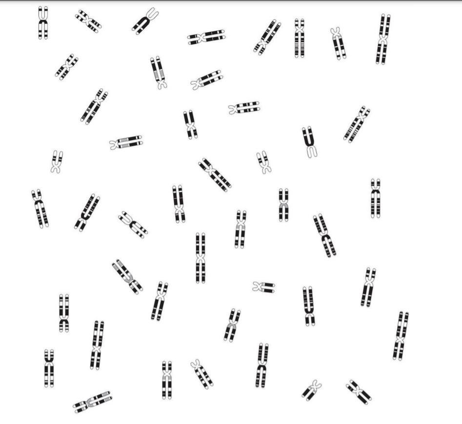 please help Pair the chromosomes, matching those | Chegg.com