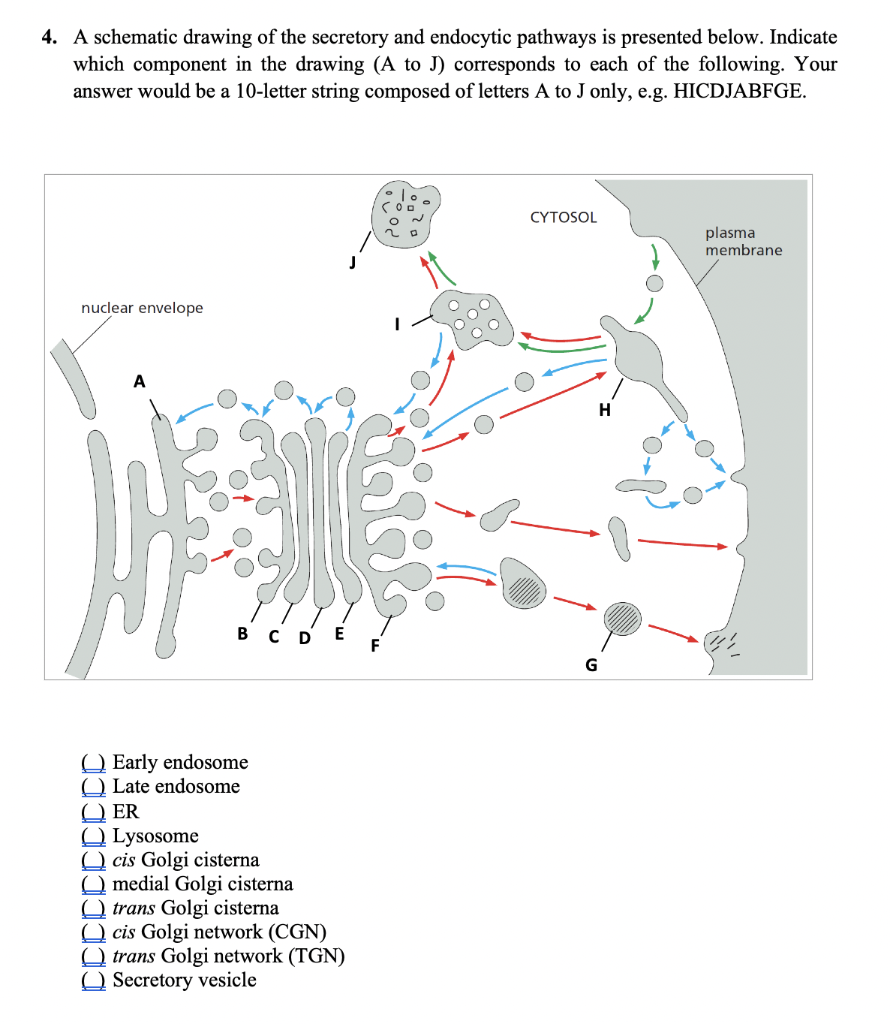 Solved 4. A schematic drawing of the secretory and endocytic | Chegg.com