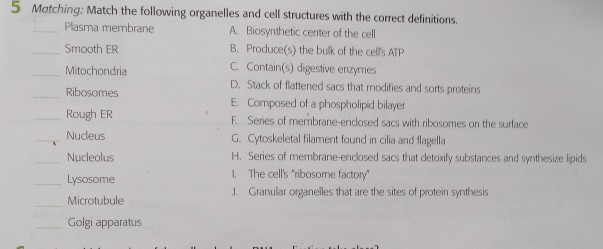 Solved 5 Matching: Match the following organelles and cell | Chegg.com