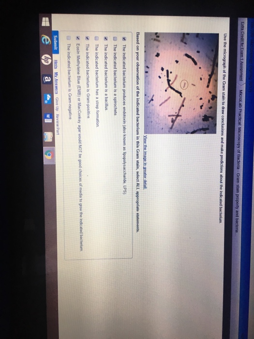 Solved: Use The Micrograph Of The Gram Stain To Draw Concl... | Chegg.com