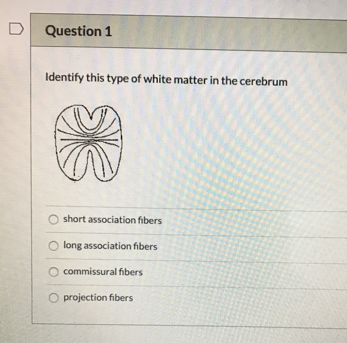 Association Fibers