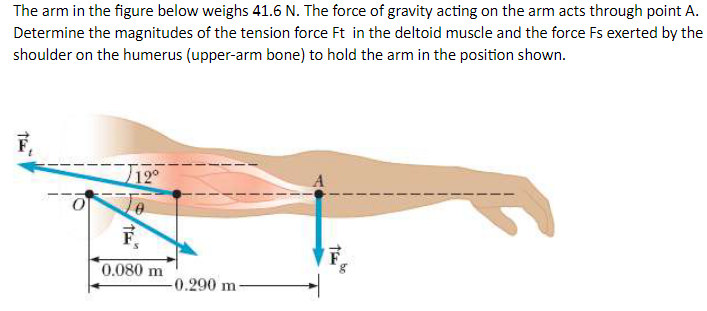 Solved The arm in the figure below weighs 41.6 N. The force | Chegg.com