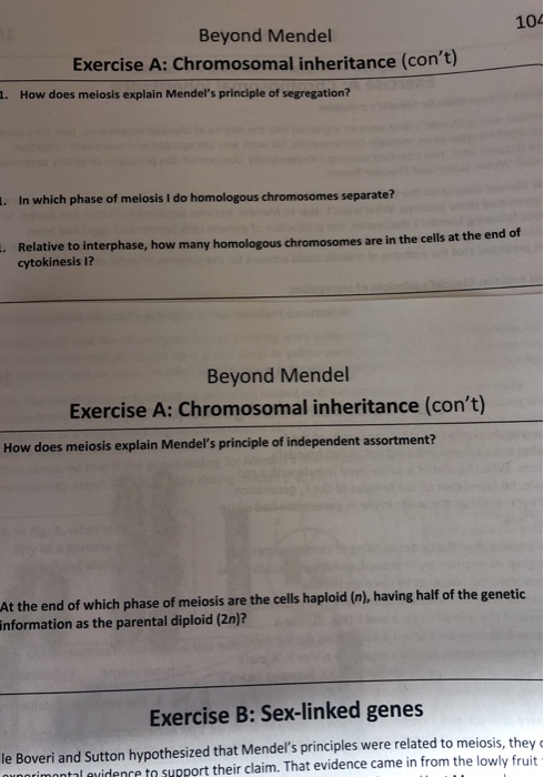 Solved 104 Beyond Mendel Exercise A: Chromosomal inheritance | Chegg.com Solved 104 Beyond Mendel Exercise A: Chromosomal inheritance | Chegg.com