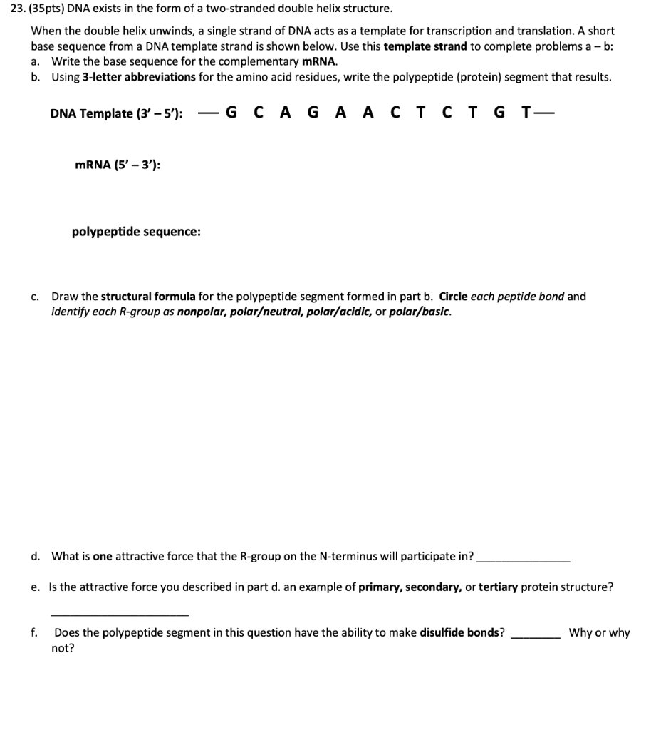 Solved 24. (14pts) Suppose a mutation occurs in the DNA | Chegg.com