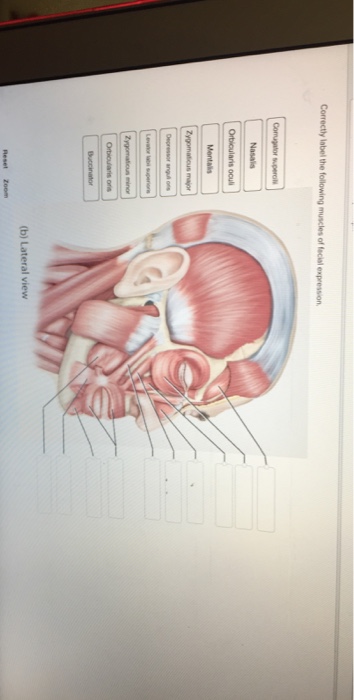 Solved Correctly label the following muscles of facial | Chegg.com