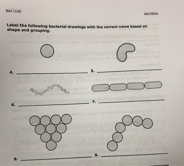 Solved Biol 1120 BACTERIA Label the following bacterial | Chegg.com