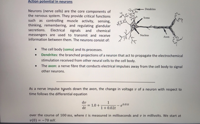Solved Action potential in neurons Dendrites Neurons (nerve | Chegg.com