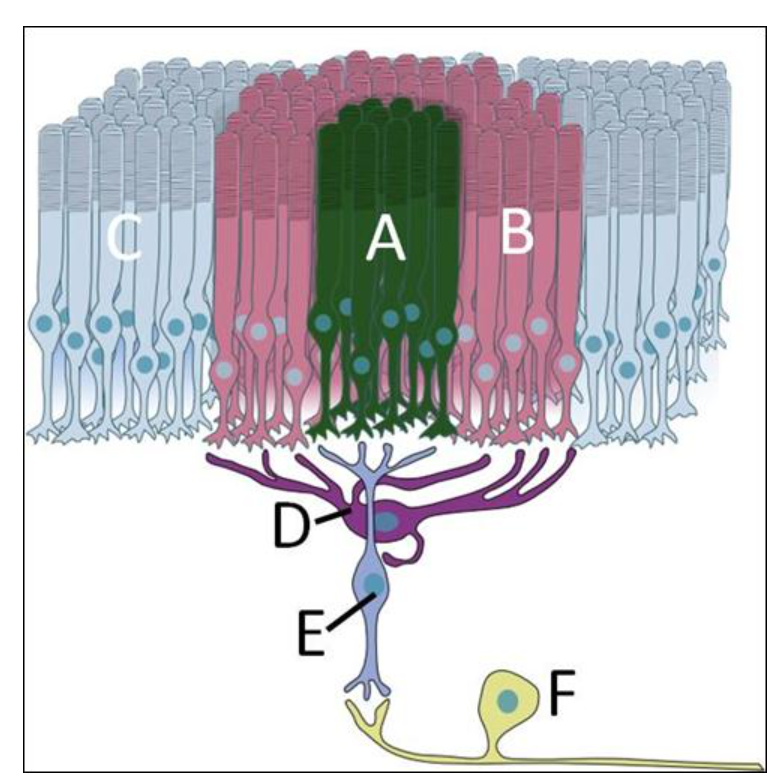 Solved А В D F | Chegg.com