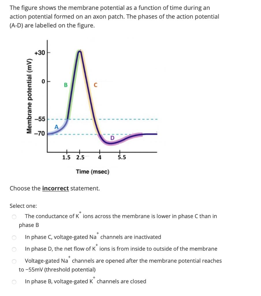 Solved The figure shows the membrane potential as a function | Chegg.com