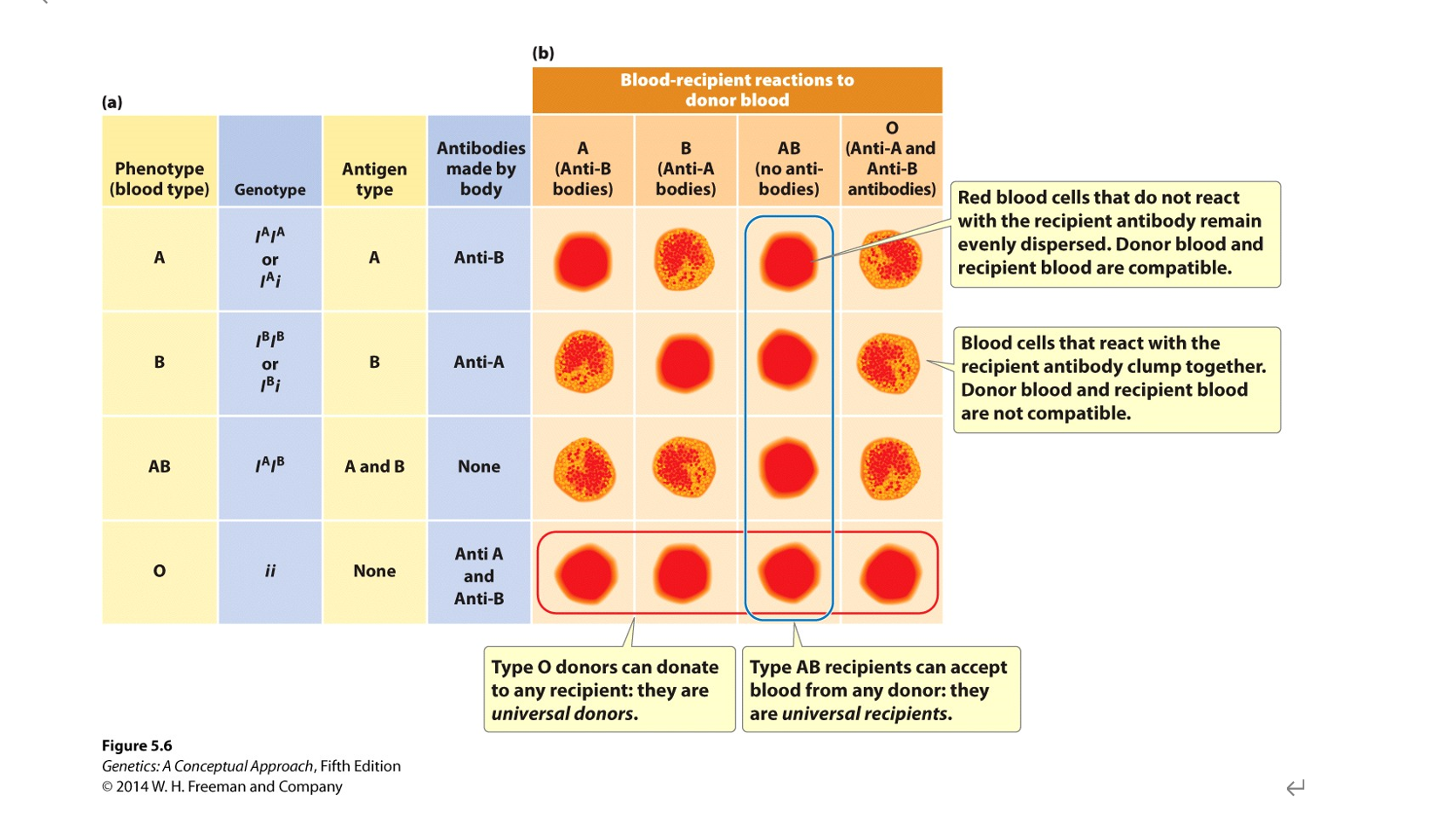 Solved Exploring Multiple Alleles of Human Blood Types with | Chegg.com