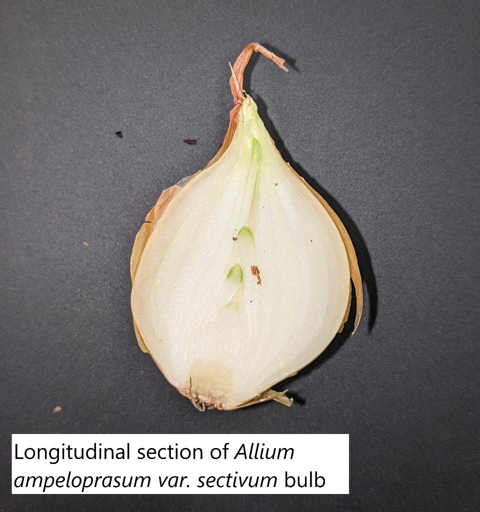 Solved Photos of a whole and dissected corm (taro) and | Chegg.com