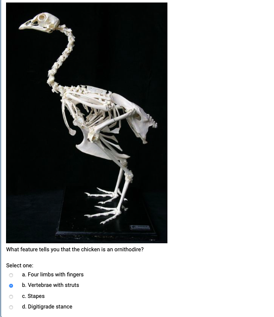 Solved What feature tells you that the chicken is an | Chegg.com