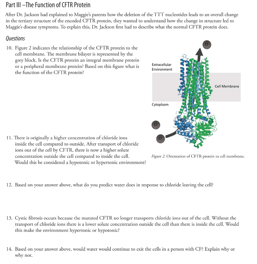 Solved Part III - The Function of CFTR Protein After Dr. | Chegg.com
