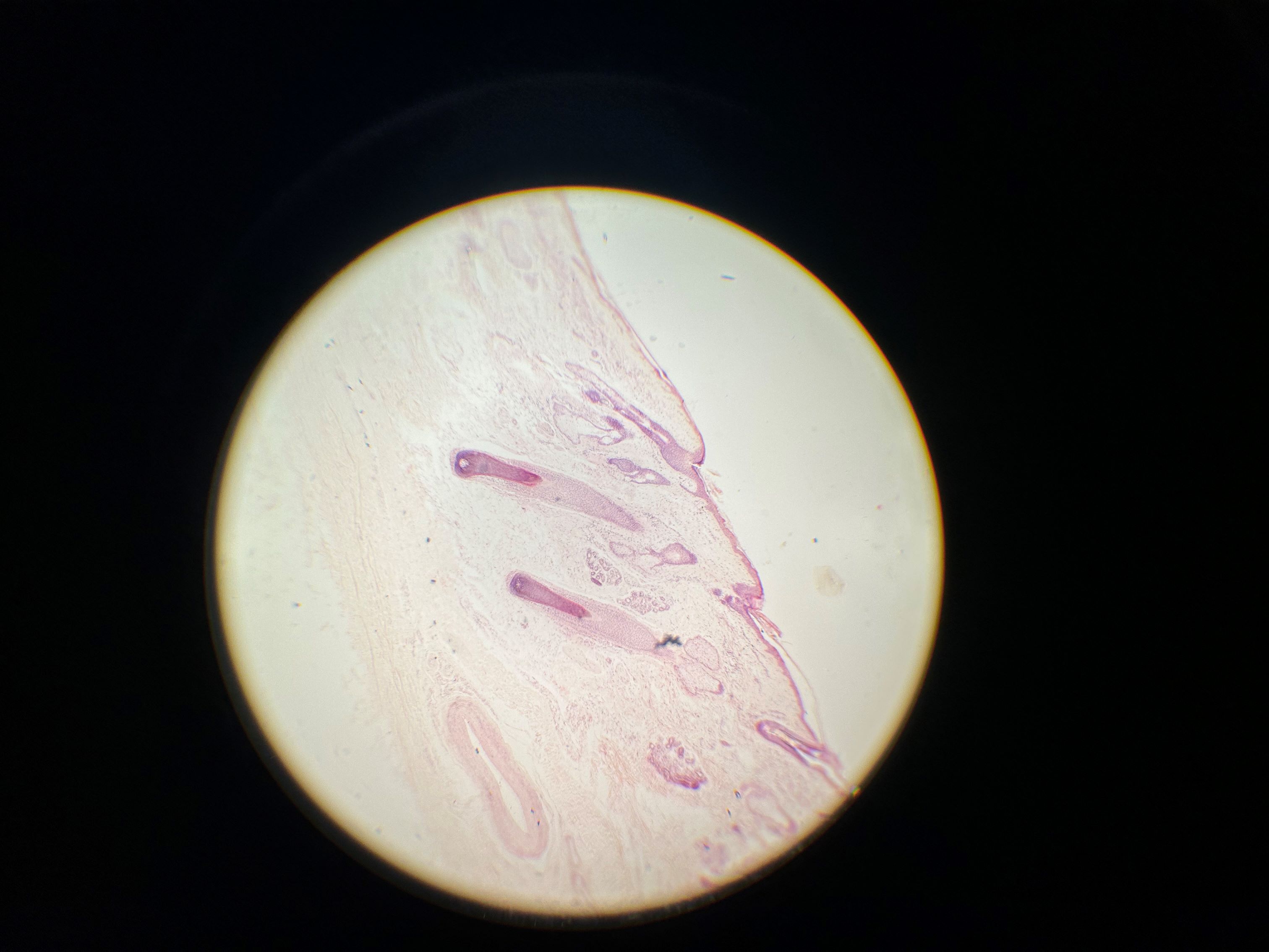 Solved If possible identify the magnification of the slide | Chegg.com