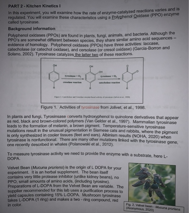 Solved PART 2 - Kitchen Kinetics I In this experiment, you | Chegg.com