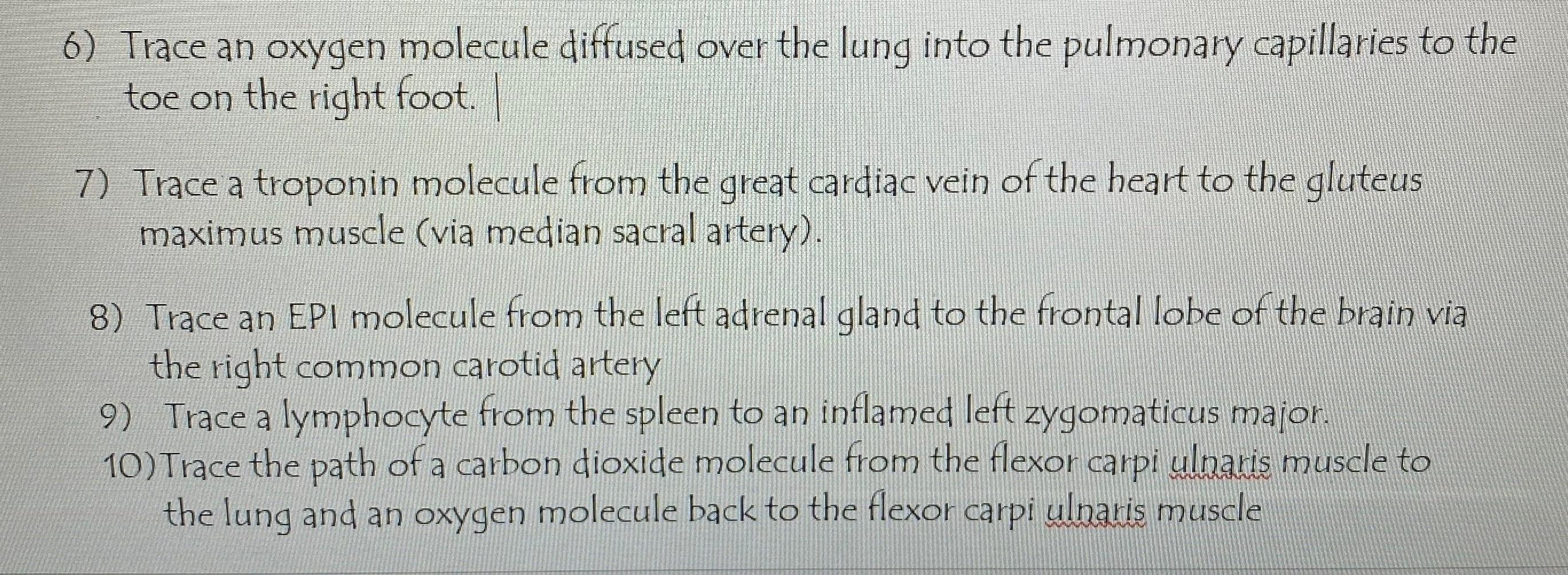 Solved 6) Trace an oxygen molecule diffused over the lung | Chegg.com