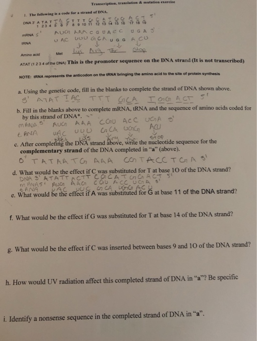 Solved Transcription, translation & mutation exercise 1. The | Chegg.com