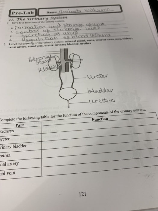 Solved Pre-Lab Names 1. The Urinary System 1. Cive four | Chegg.com
