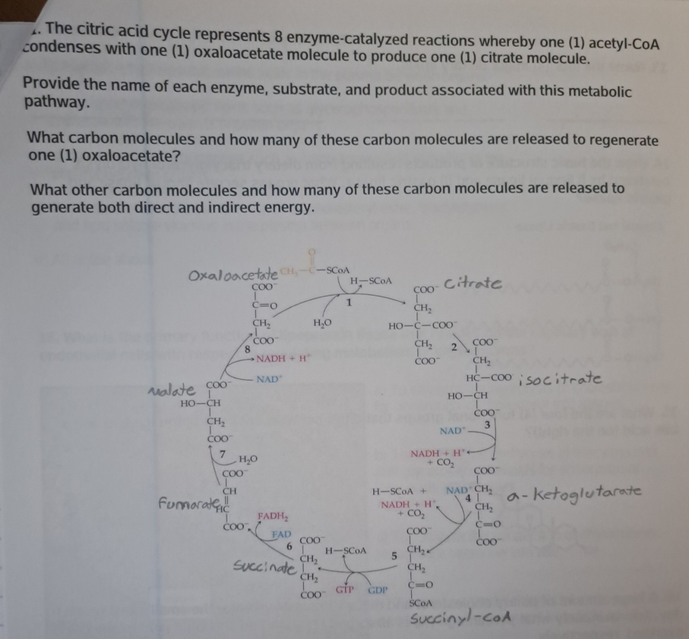 Solved The citric acid cycle represents 8 ﻿enzyme-catalyzed | Chegg.com