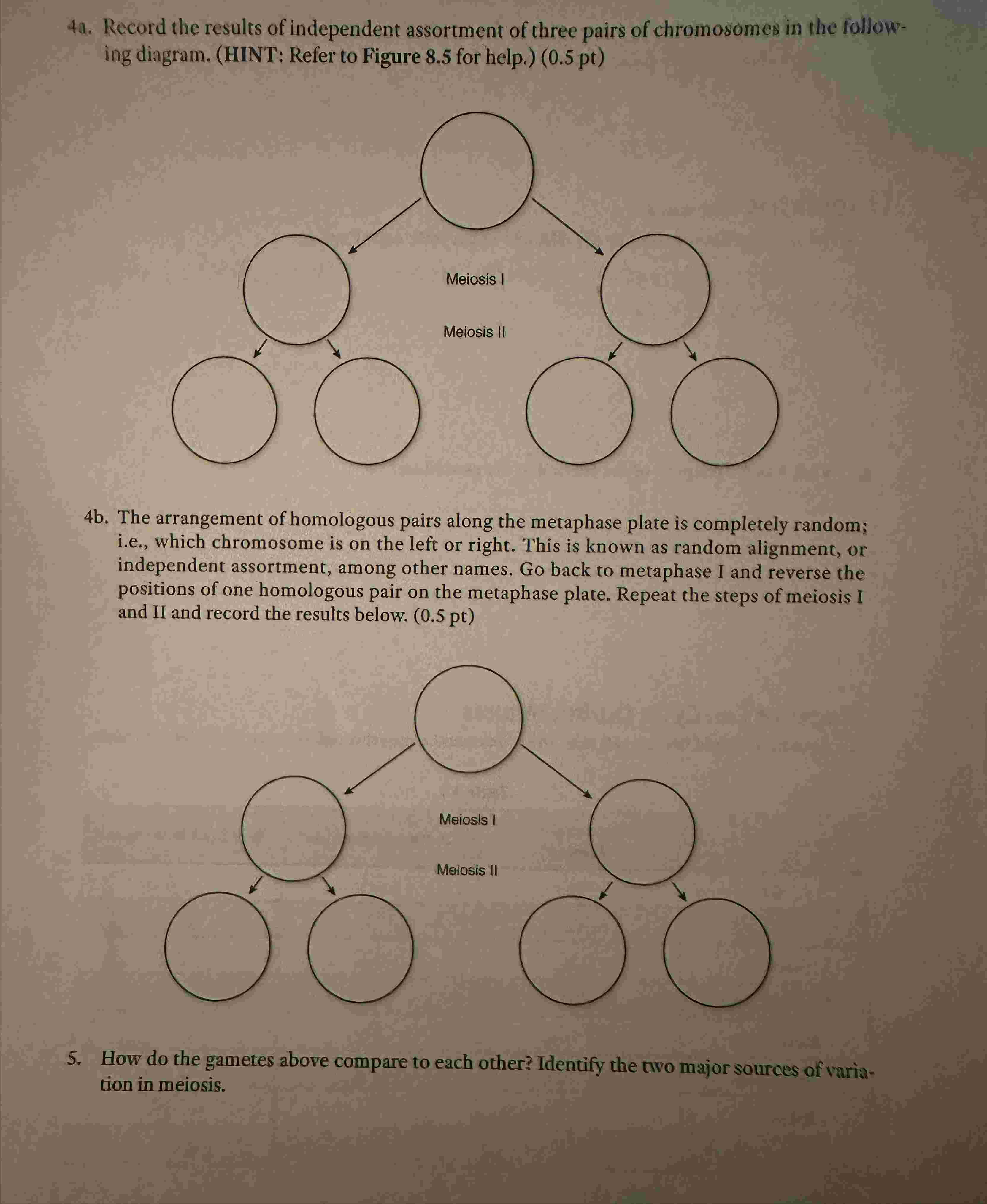 Solved 4a. ﻿Record the results of independent assortment of | Chegg.com