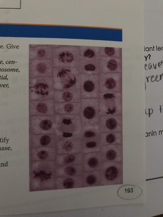 Solved In the pictograph of dividing root cells in the | Chegg.com