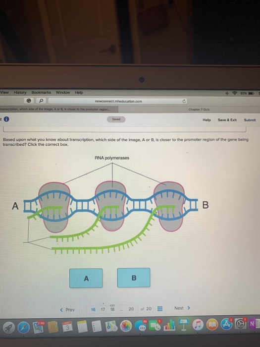 Solved Based upon what you know about transcription, which | Chegg.com