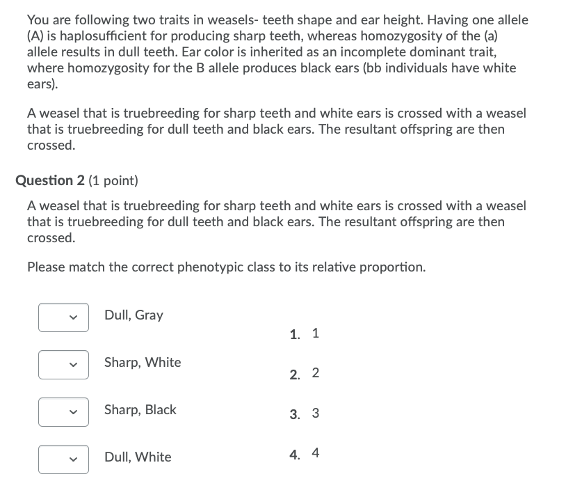 Solved You are following two traits in weasels- teeth shape | Chegg.com