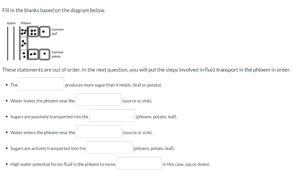 Solved Fill in the blanks based on the diagram below. Xylem | Chegg.com