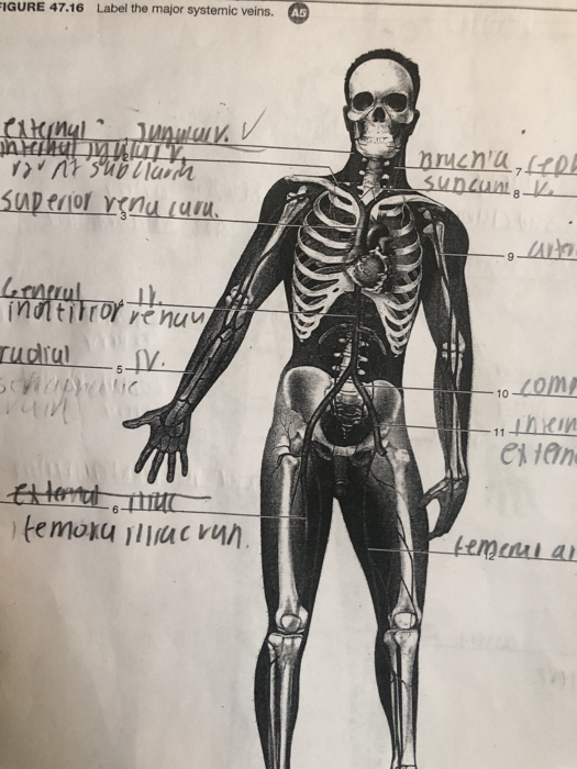 Solved FIGURE 47.16 A5 Label the major systemic veins. | Chegg.com