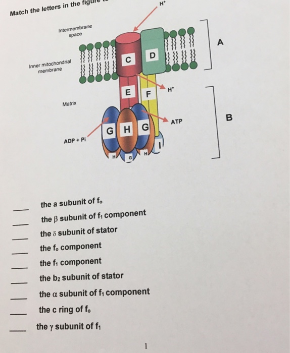 Solved Match the letters in the figures the a subunit of | Chegg.com