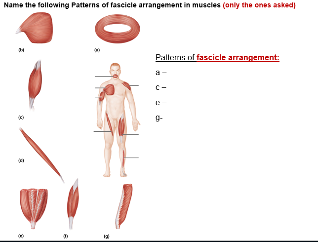 Solved Name the following Patterns of fascicle arrangement | Chegg.com