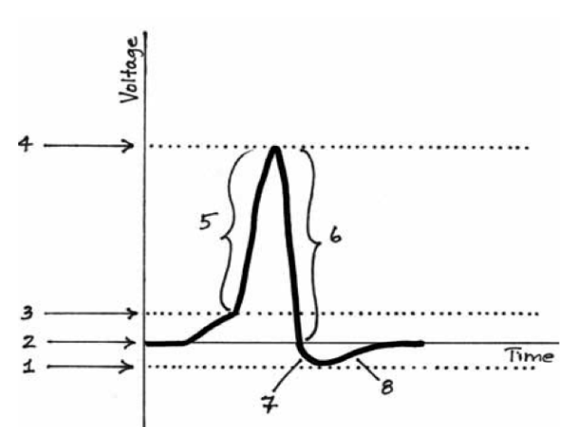 [Solved]: For Questions #1-6, refer to the action potential