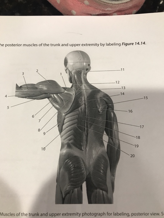 Solved he posterior muscles of the trunk and upper extremity | Chegg.com