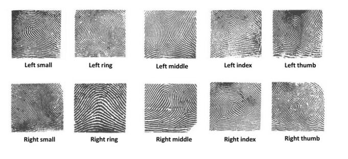 Solved Left small Left ring Left middle Left index Left | Chegg.com