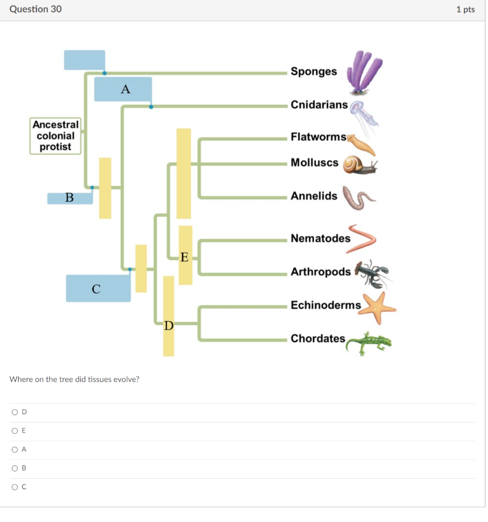 Solved Question 30 1 pts Sponges A Cnidarians Ancestral | Chegg.com