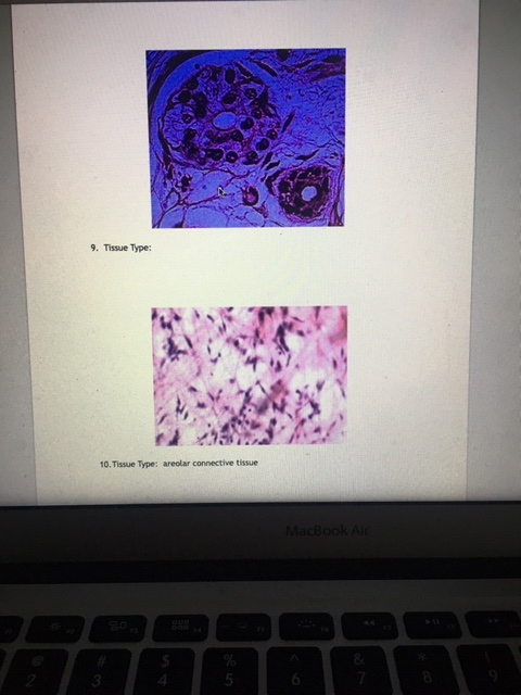 Solved Lab 3: Tissues Assignment Identify the following | Chegg.com
