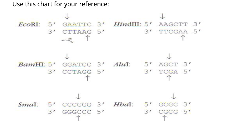 Solved 5' ATTAACTCCAGCTAGATTGGATCCAT 3' 3' | Chegg.com