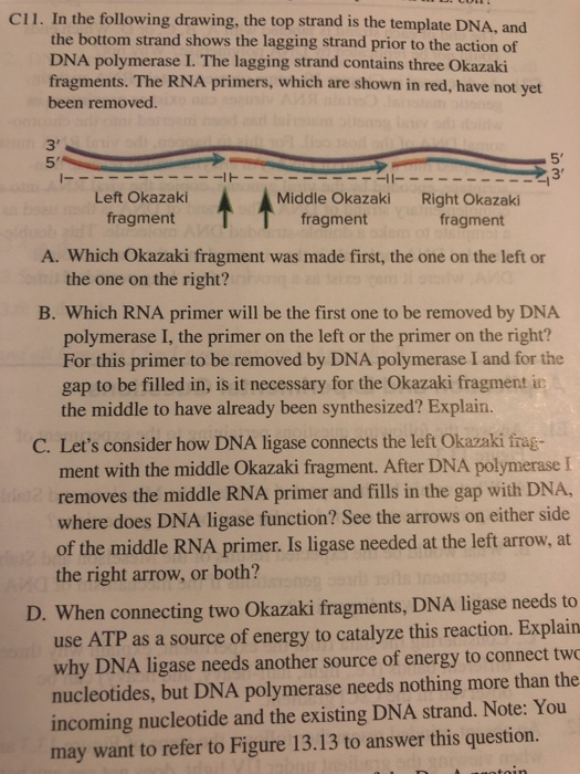 Solved C11. In the following drawing, the top strand is the | Chegg.com