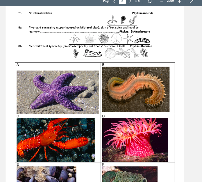 Solved 1) Using the "Taxonomic key to the Major Invertebrate | Chegg.com