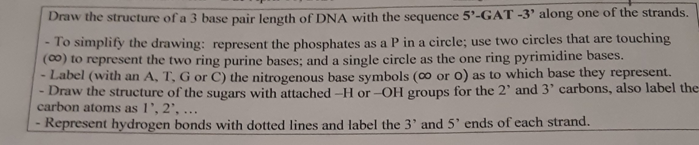 Solved Draw the structure of a 3 base pair length of DNA | Chegg.com