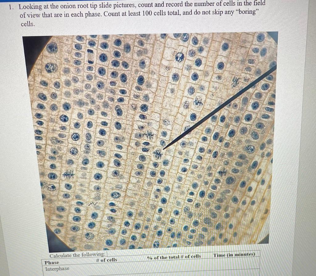 Solved 1. Looking at the onion root tip slide pictures, | Chegg.com
