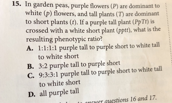 Solved 15. In garden peas, purple flowers (P) are dominant | Chegg.com