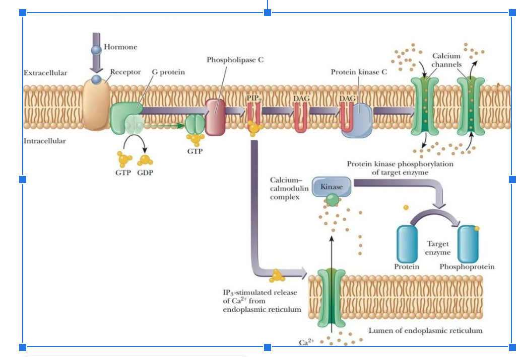 Solved Hi, please help Descibe the cascade in detail:What | Chegg.com