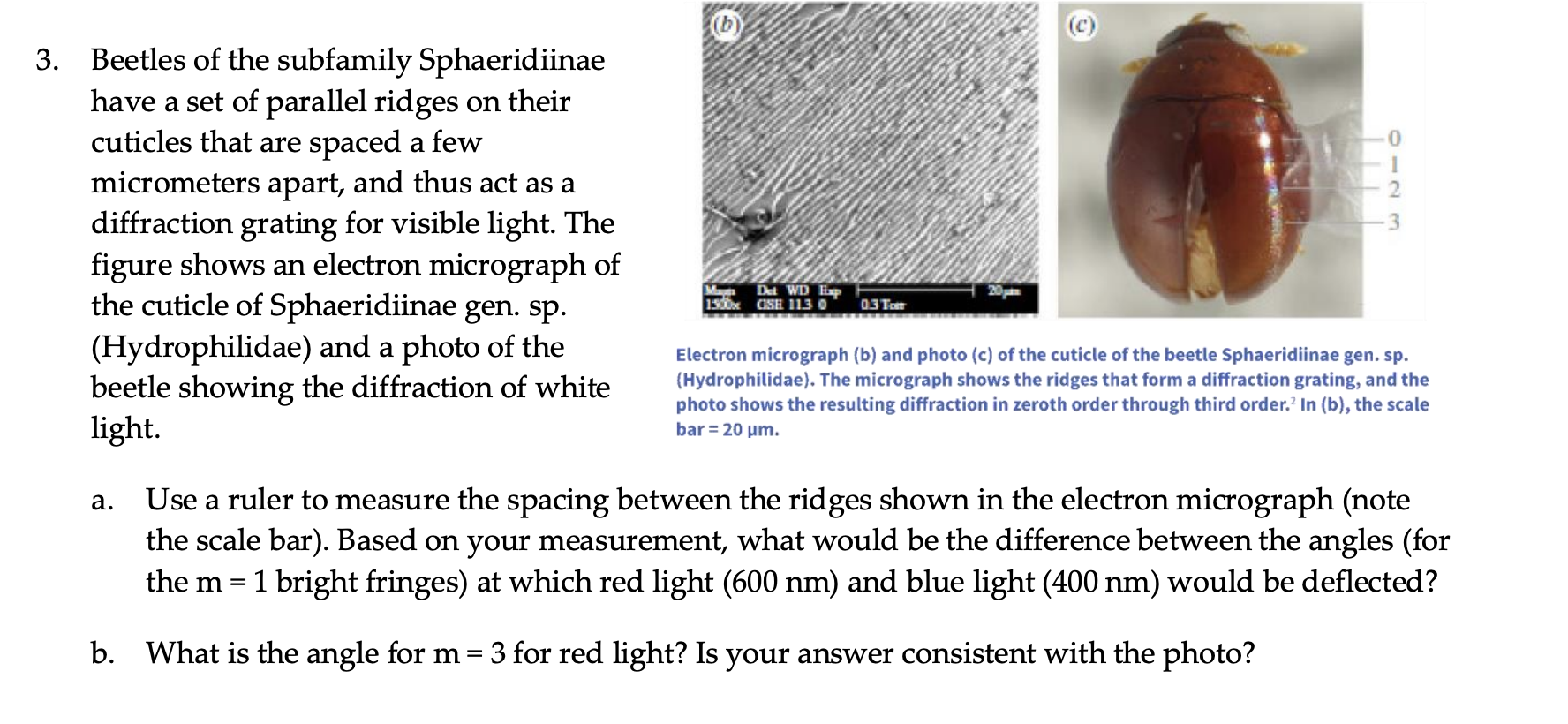 M (b) 3. Beetles of the subfamily Sphaeridiinae have | Chegg.com
