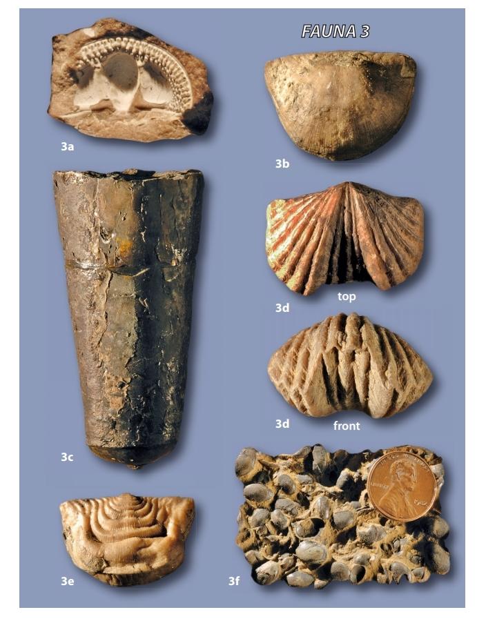 Solved Question 1 1.5 pts For Fauna 2, what is the most | Chegg.com