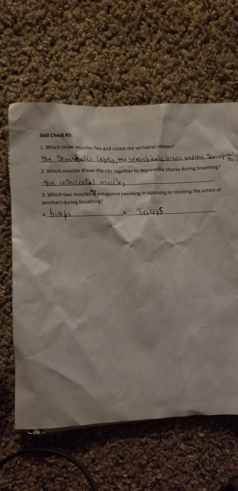 Solved Skill Check #3: 1. Which three muscles flex and | Chegg.com