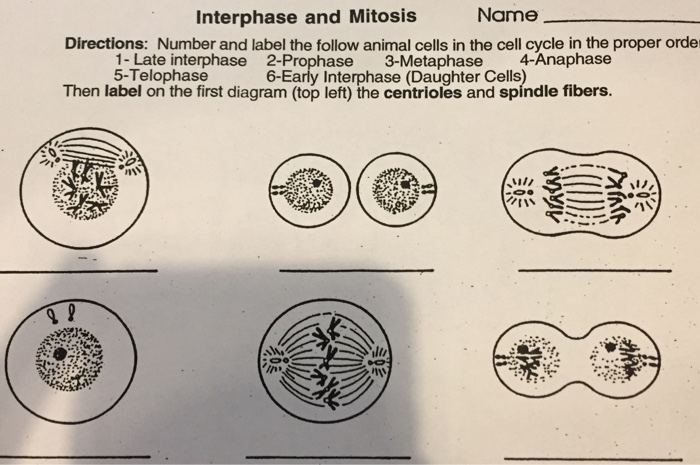 Prophase Animal Cell